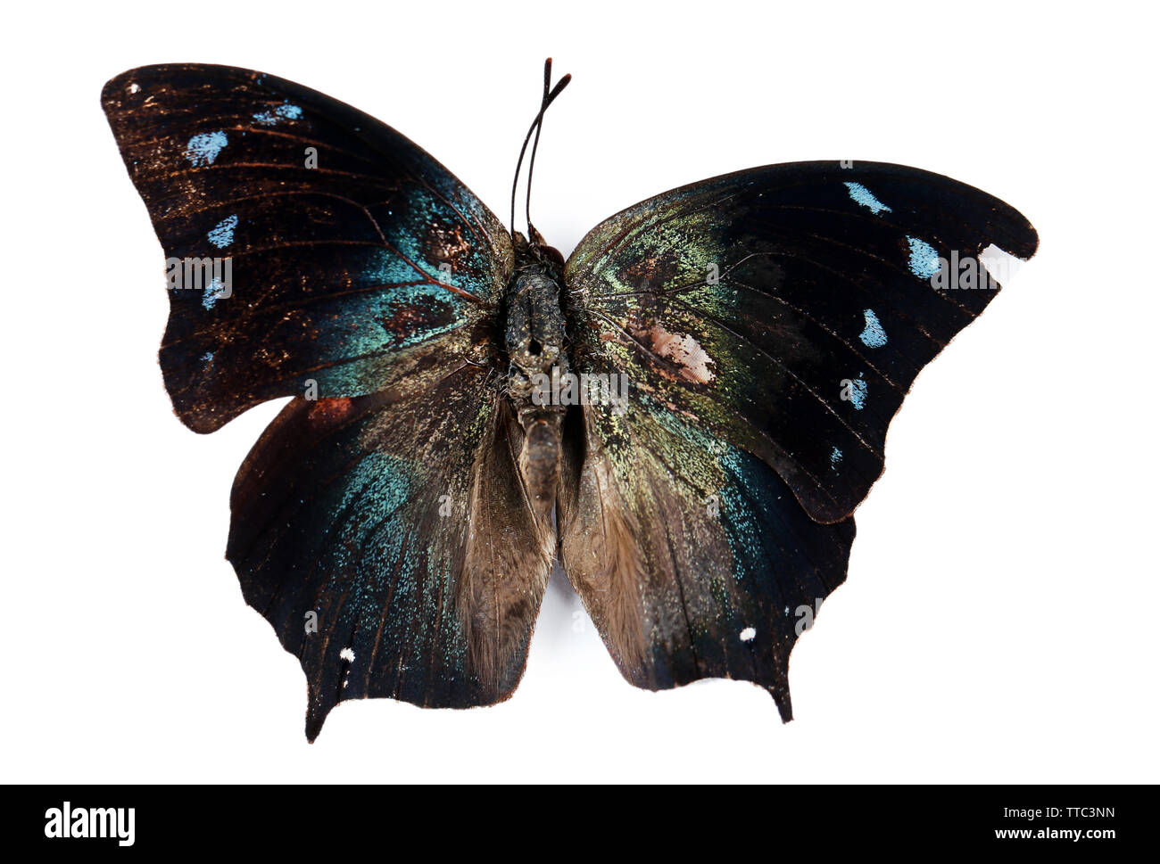 Colorful butterfly isolated on white Stock Photo - Alamy