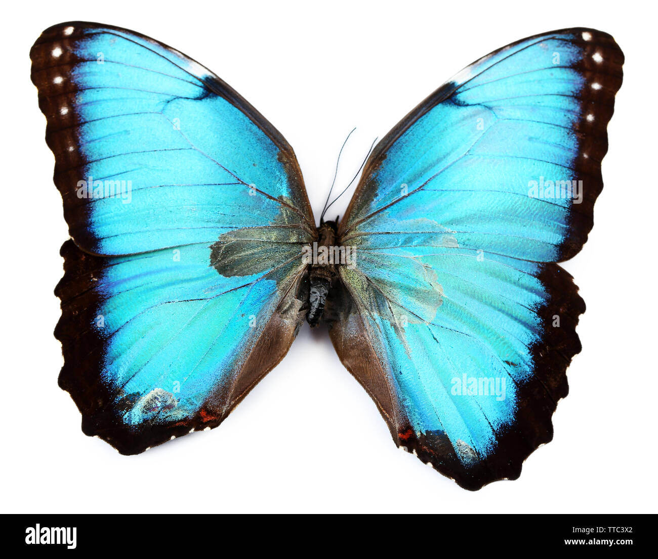 Colorful butterfly isolated on white Stock Photo - Alamy