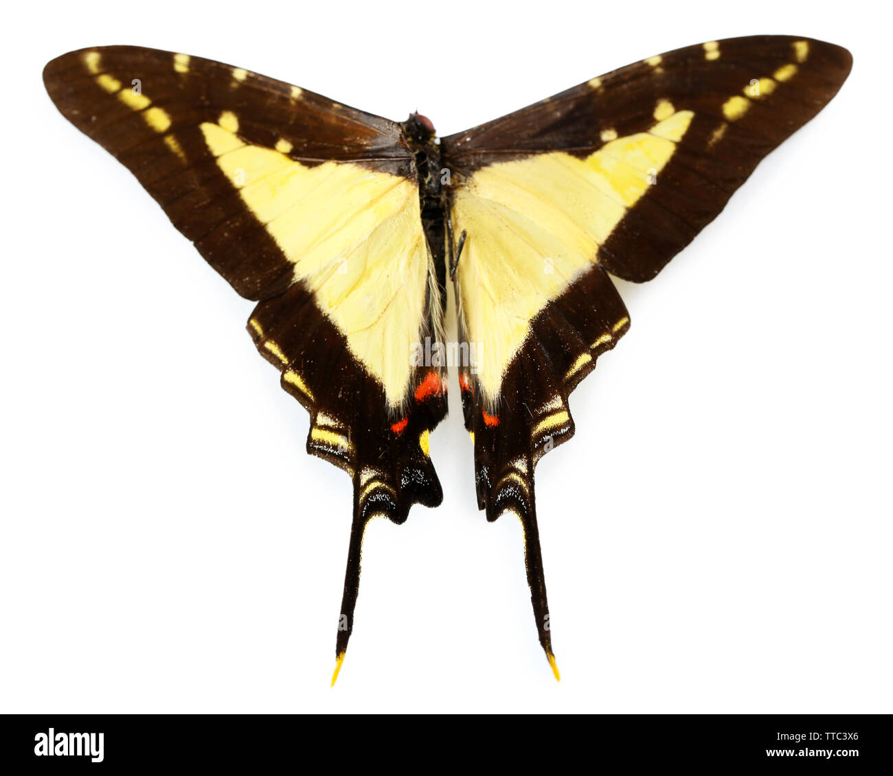 Yellow butterfly open wings Cut Out Stock Images & Pictures - Alamy