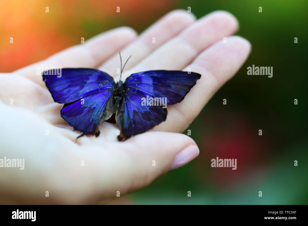 Colorful butterfly in female hand, close-up Stock Photo - Alamy