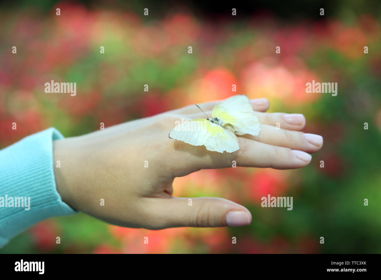 Colorful butterfly in female hand, close-up Stock Photo - Alamy