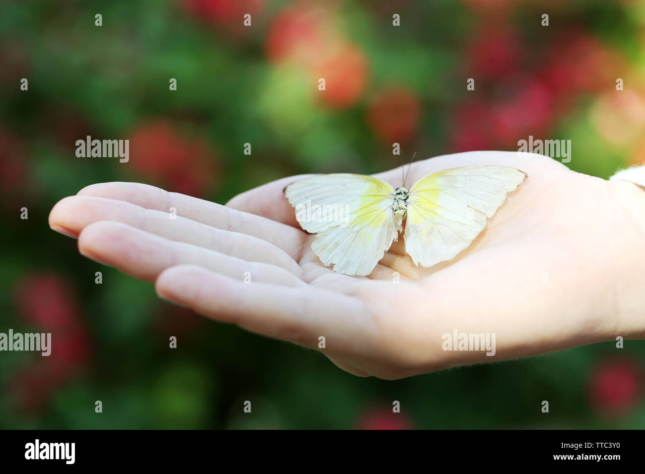 Colorful butterfly in female hand, close-up Stock Photo - Alamy