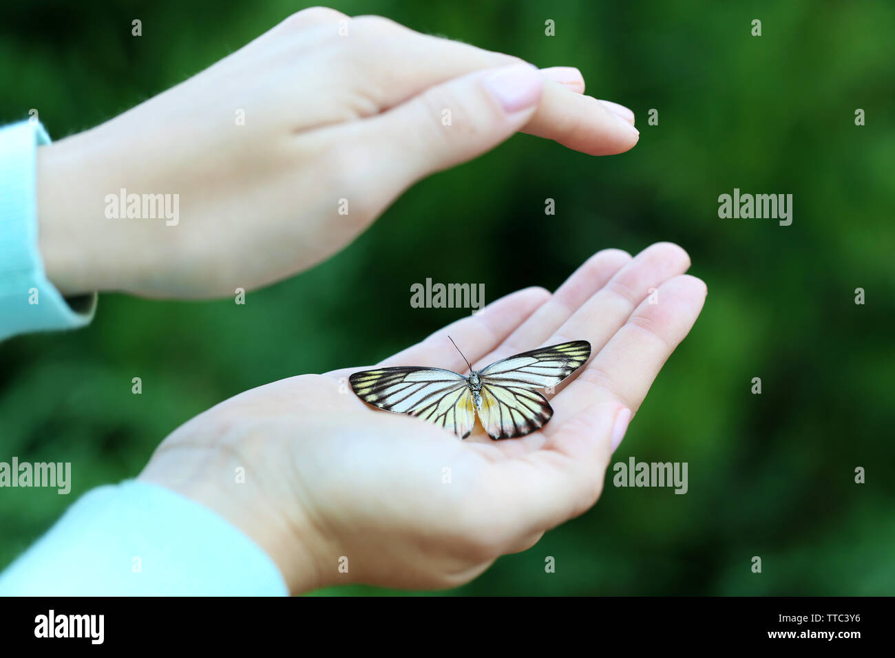 Colorful butterfly in female hand, close-up Stock Photo - Alamy