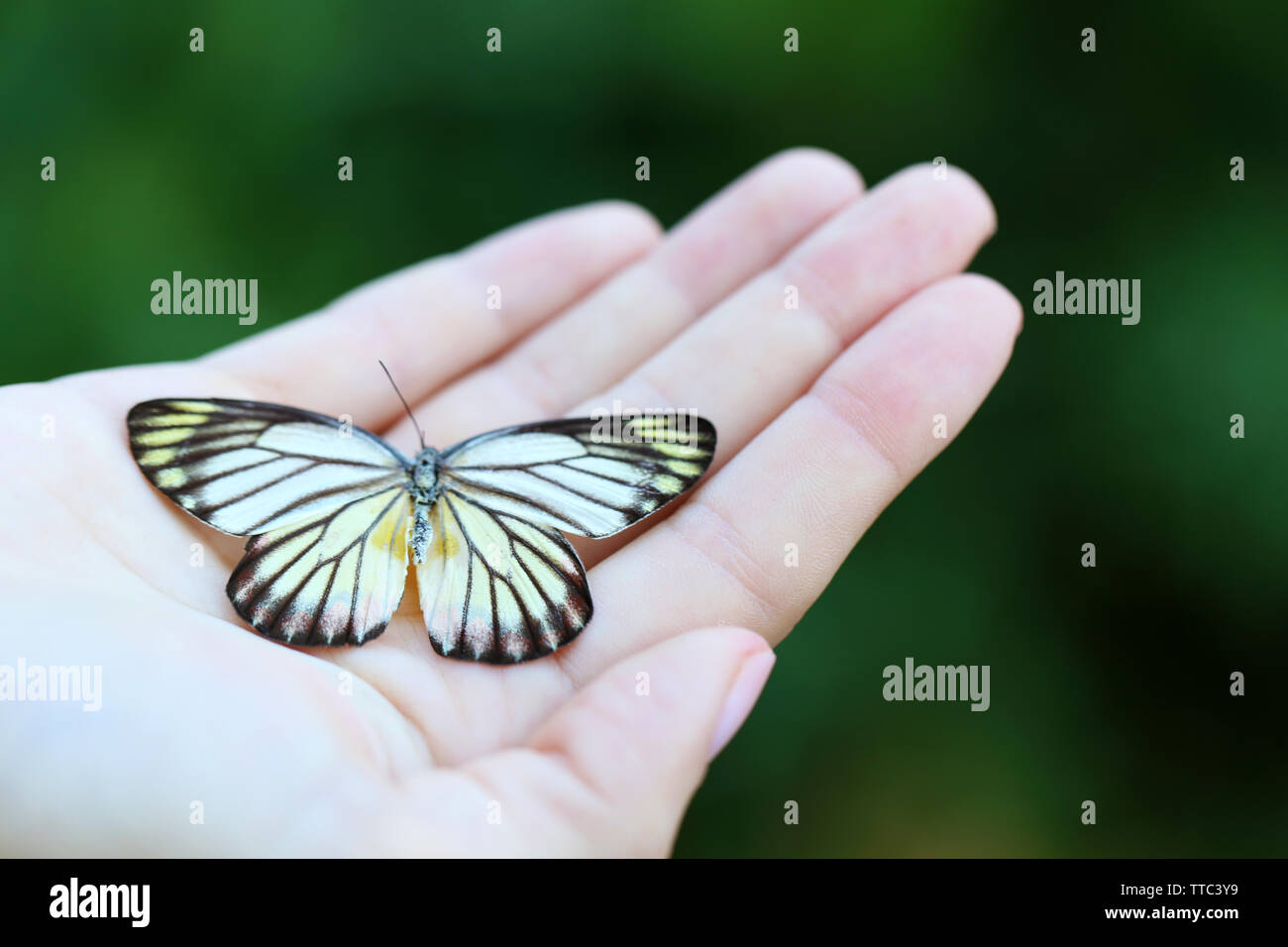 Colorful butterfly in female hand, close-up Stock Photo - Alamy