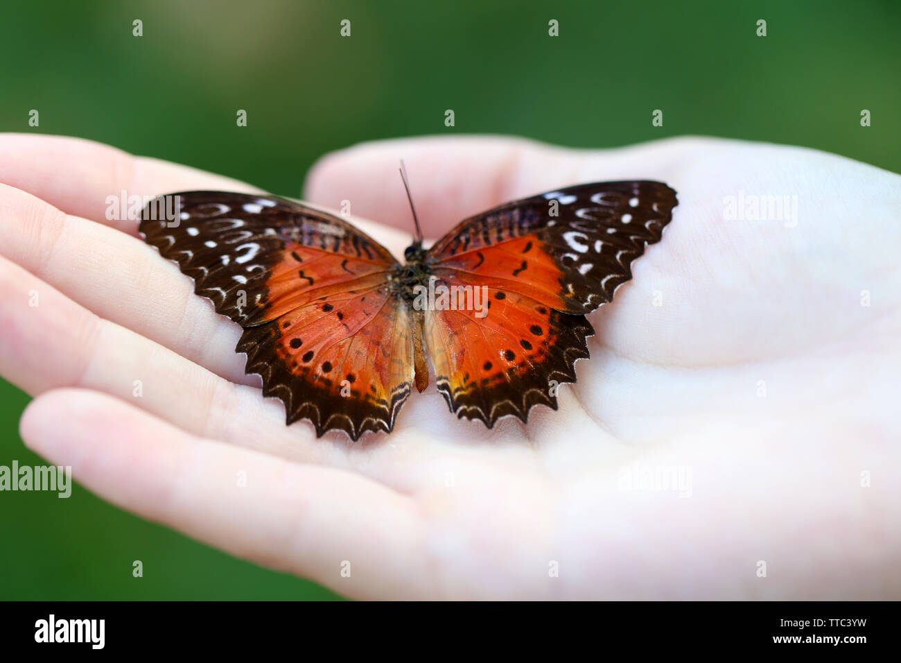 Colorful butterfly in female hand, close-up Stock Photo - Alamy