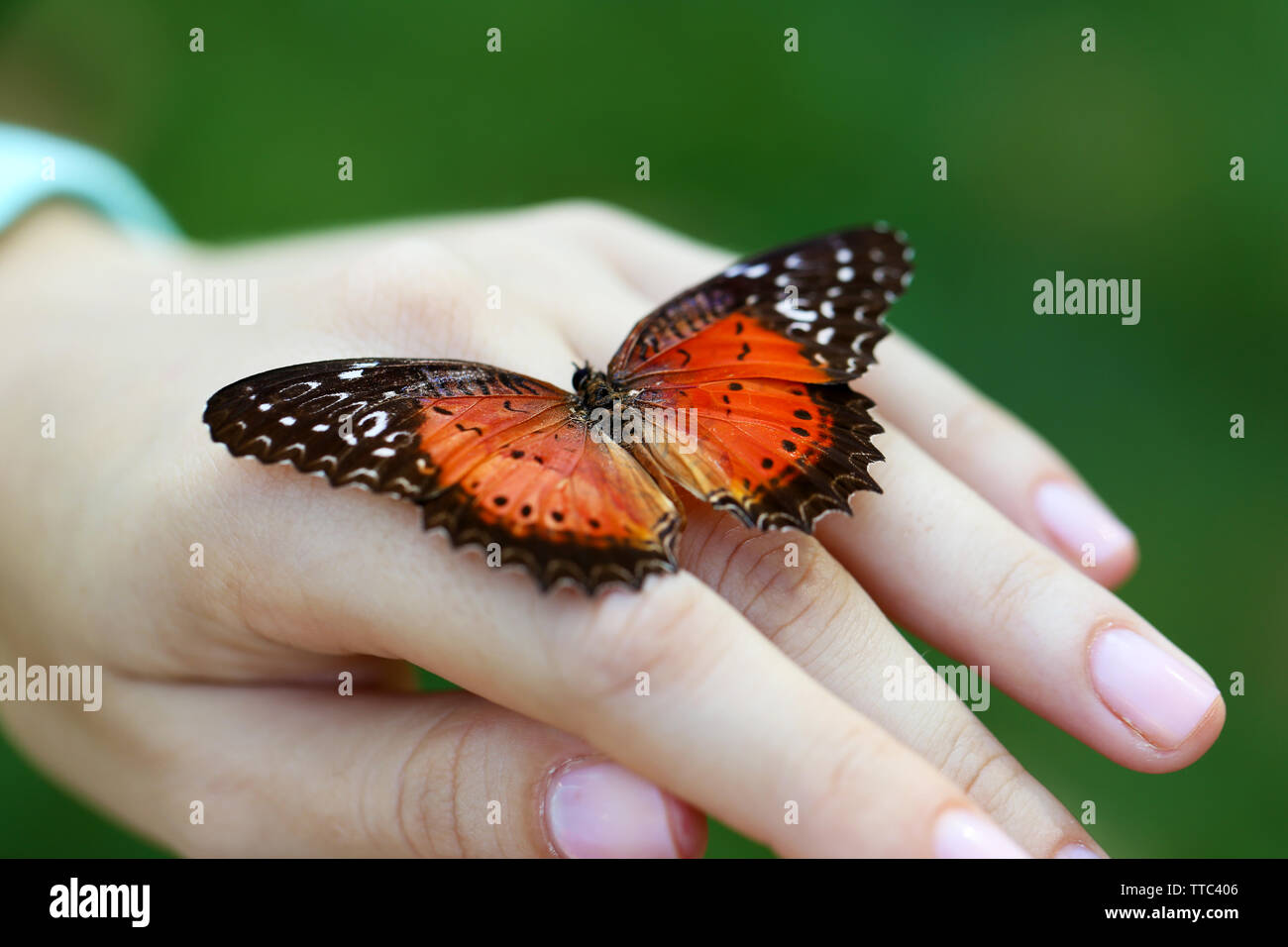 Colorful butterfly in female hand, close-up Stock Photo - Alamy
