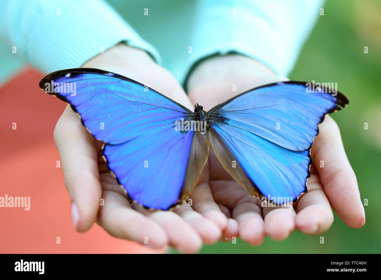 Colorful butterfly in female hand, close-up Stock Photo - Alamy