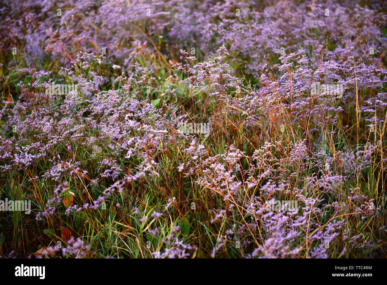Beautiful field background Stock Photo - Alamy