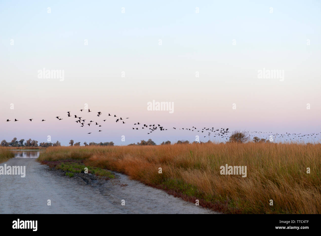 Flock of birds flying over a field on sunrise Stock Photo - Alamy