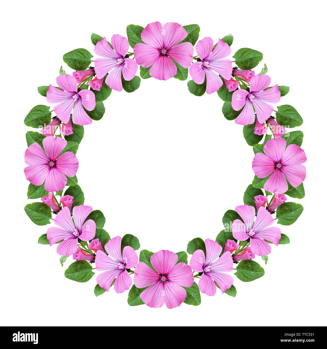 Round frame with bindweed flowers isolated on white Stock Photo - Alamy