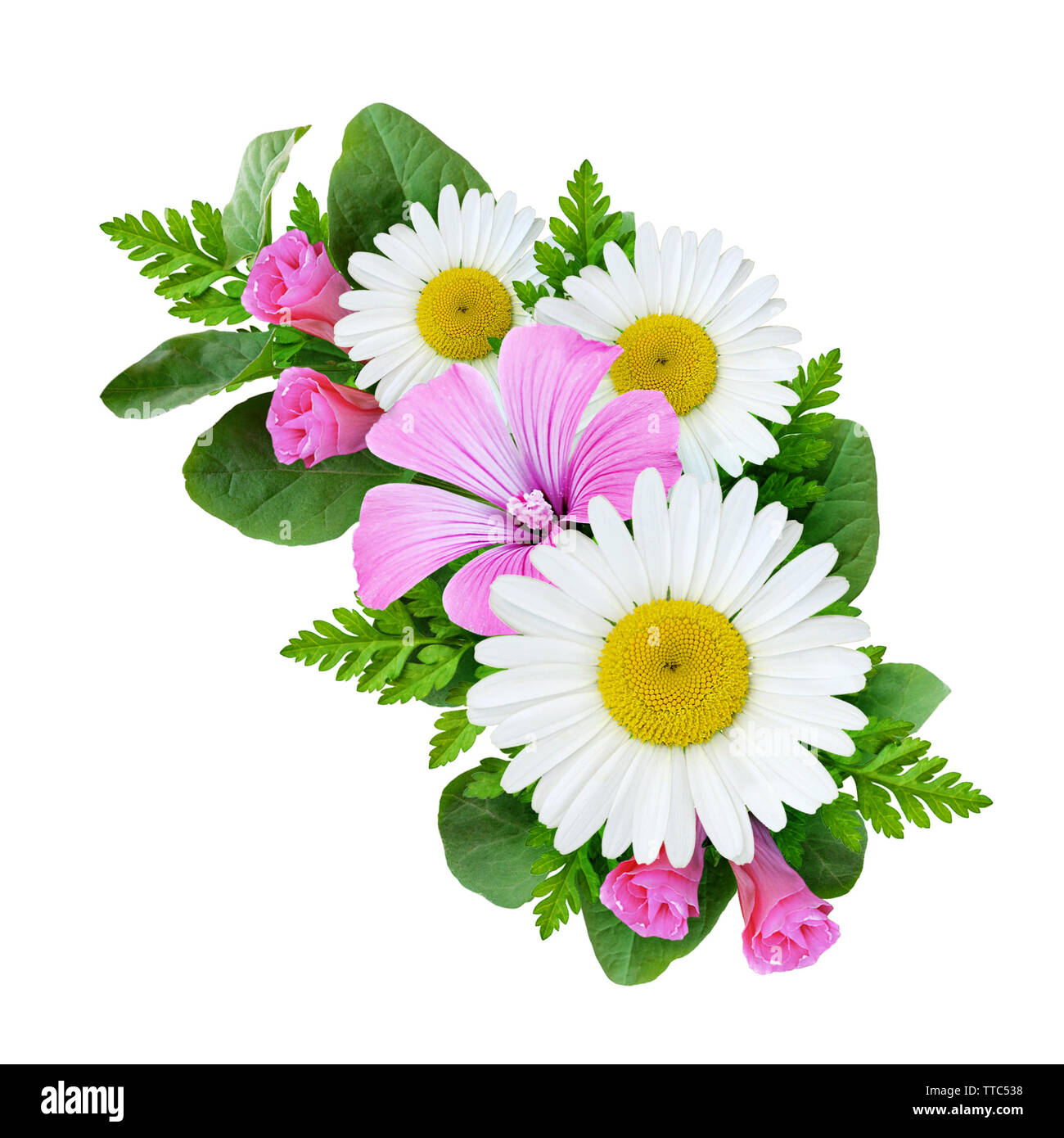 Beautiful field daisies on Cut Out Stock Images & Pictures - Alamy