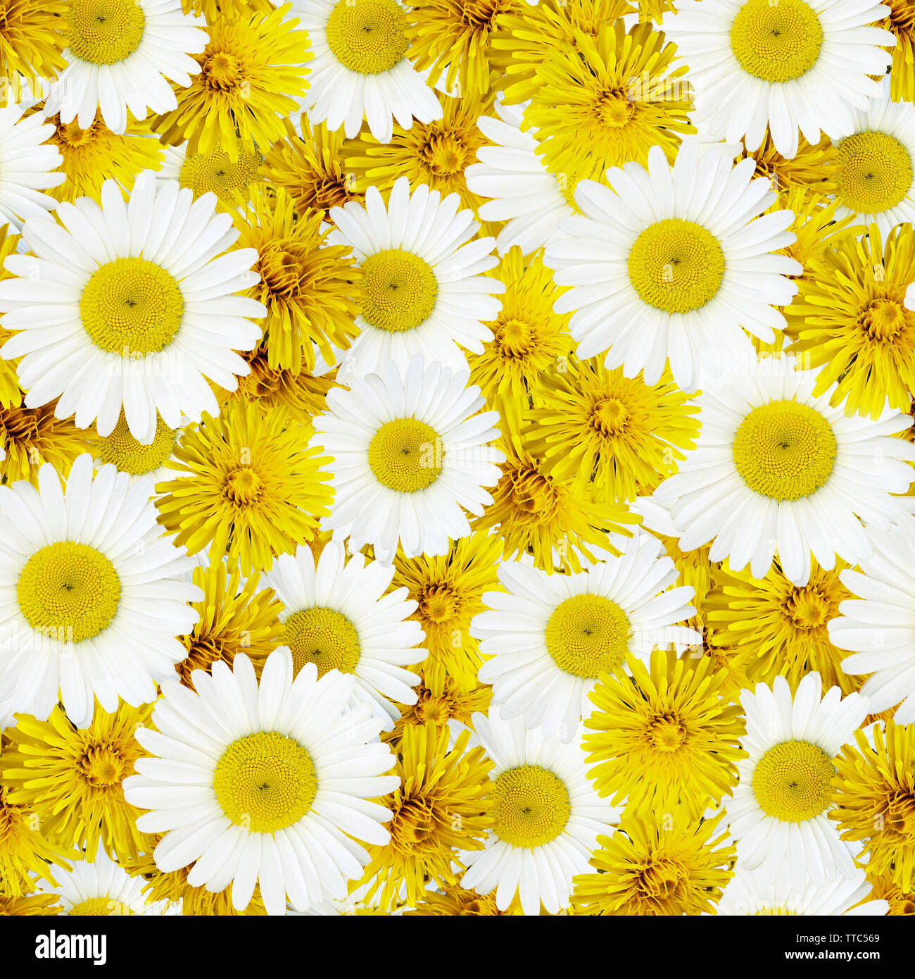 Daisy and dandelion flowers background. Seamless pattern Stock Photo ...