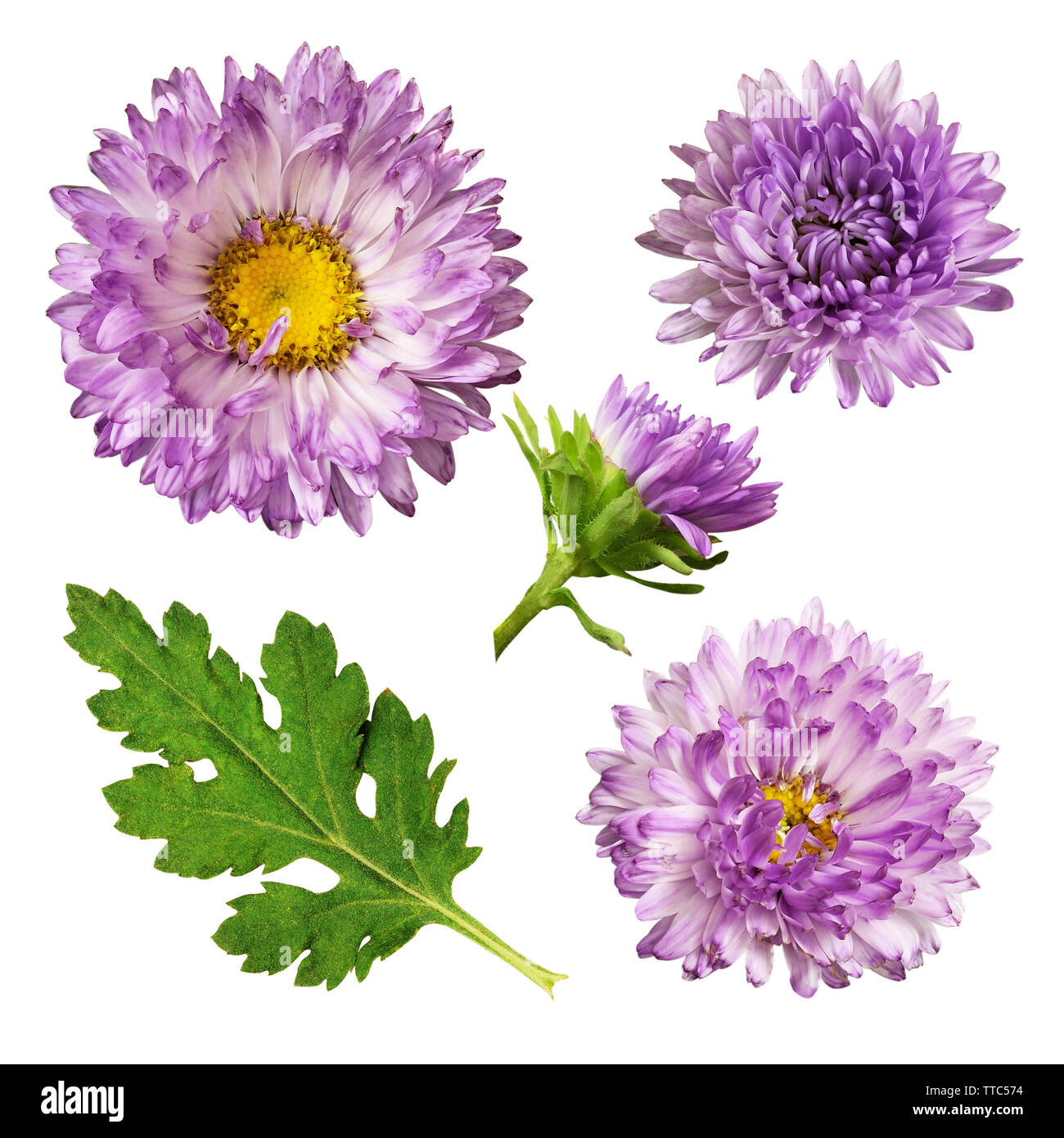Aster flowers and leaf isolated on white Stock Photo - Alamy