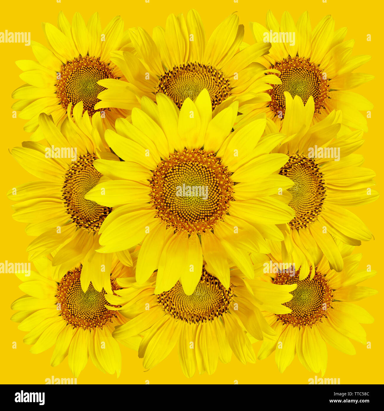Sunflowers frame isolated on white Stock Photo - Alamy