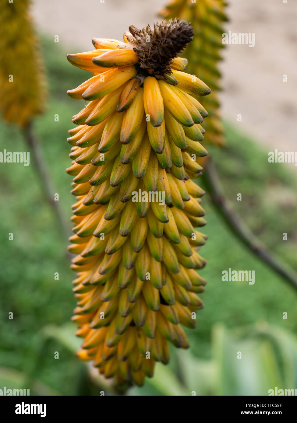 South africa travel tourism wild flowers hi-res stock photography and ...