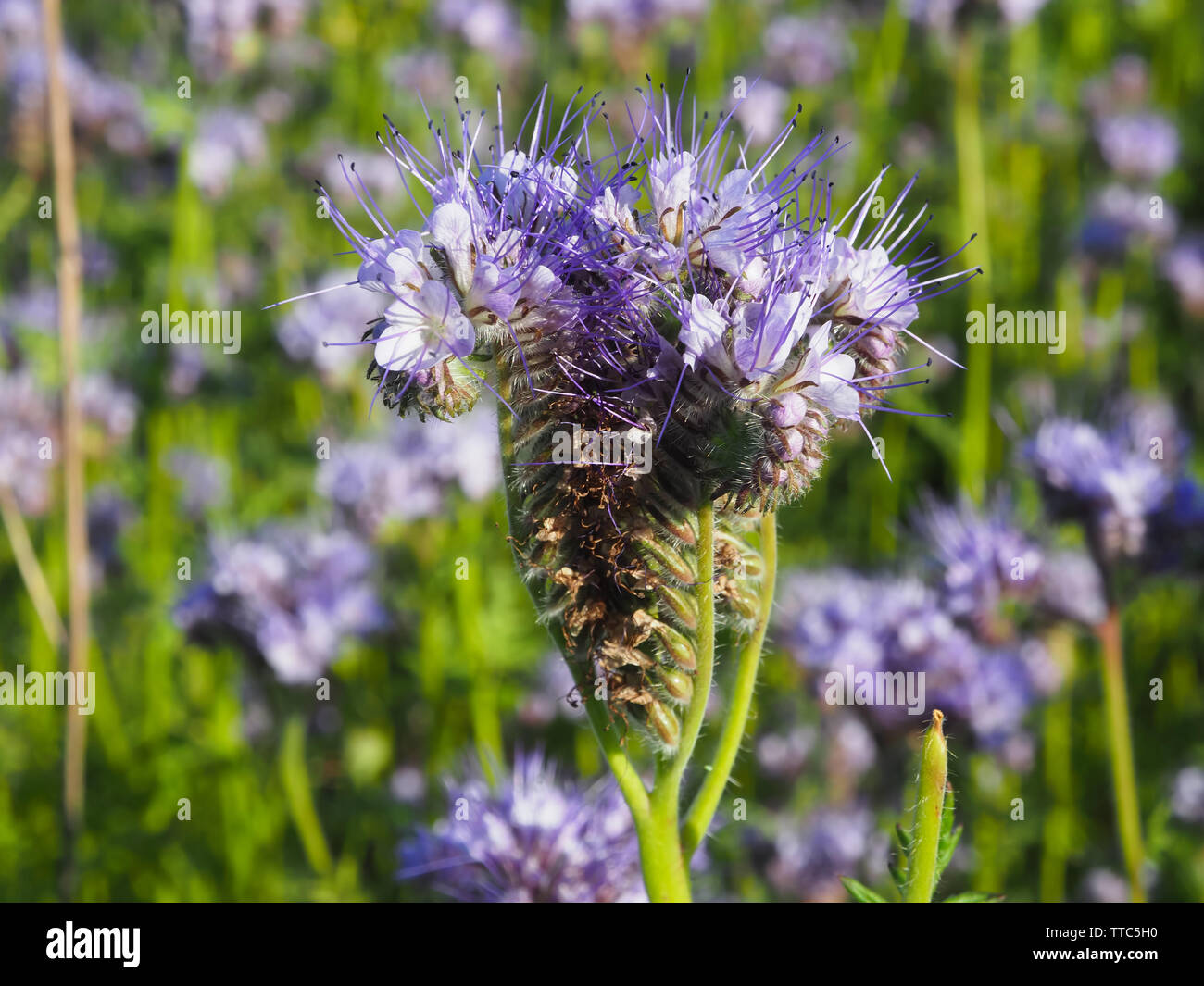 Macro photo shot hi-res stock photography and images - Alamy