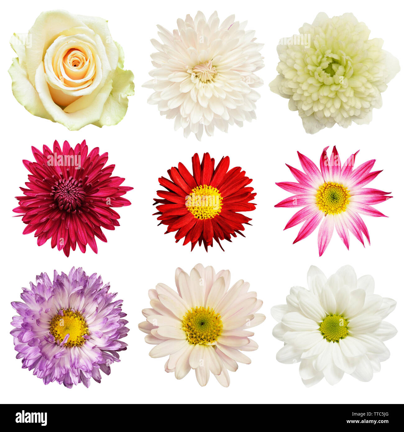 Set of flowers isolated on white Stock Photo - Alamy