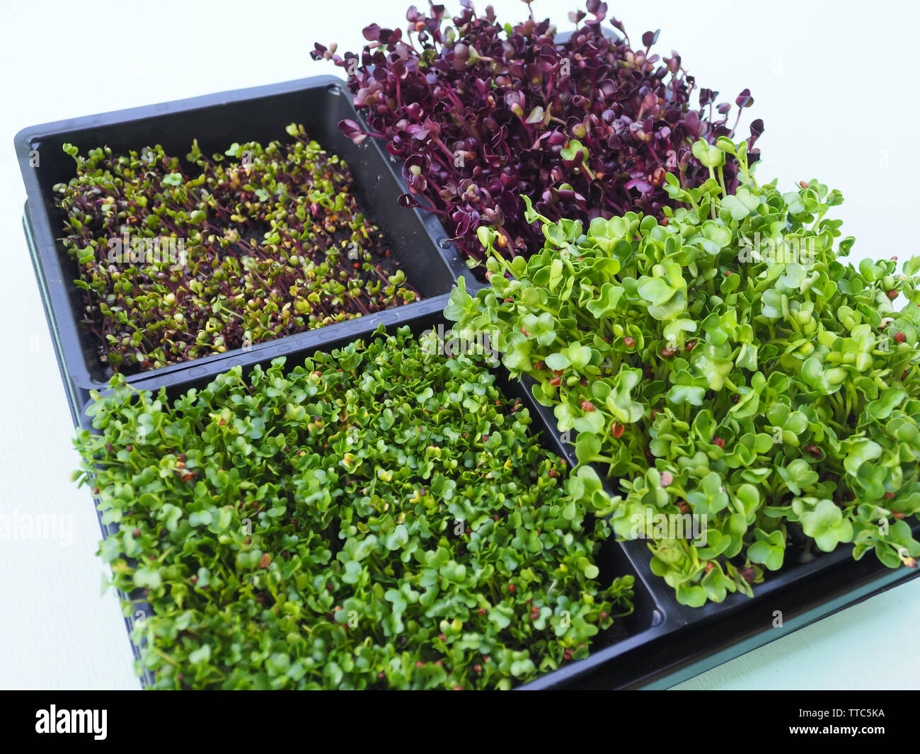 various types of healthy micro-greens vegetables growing up in boxes ...