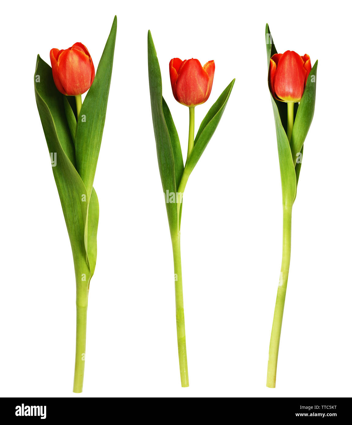 Tulip three flowers Cut Out Stock Images & Pictures - Alamy
