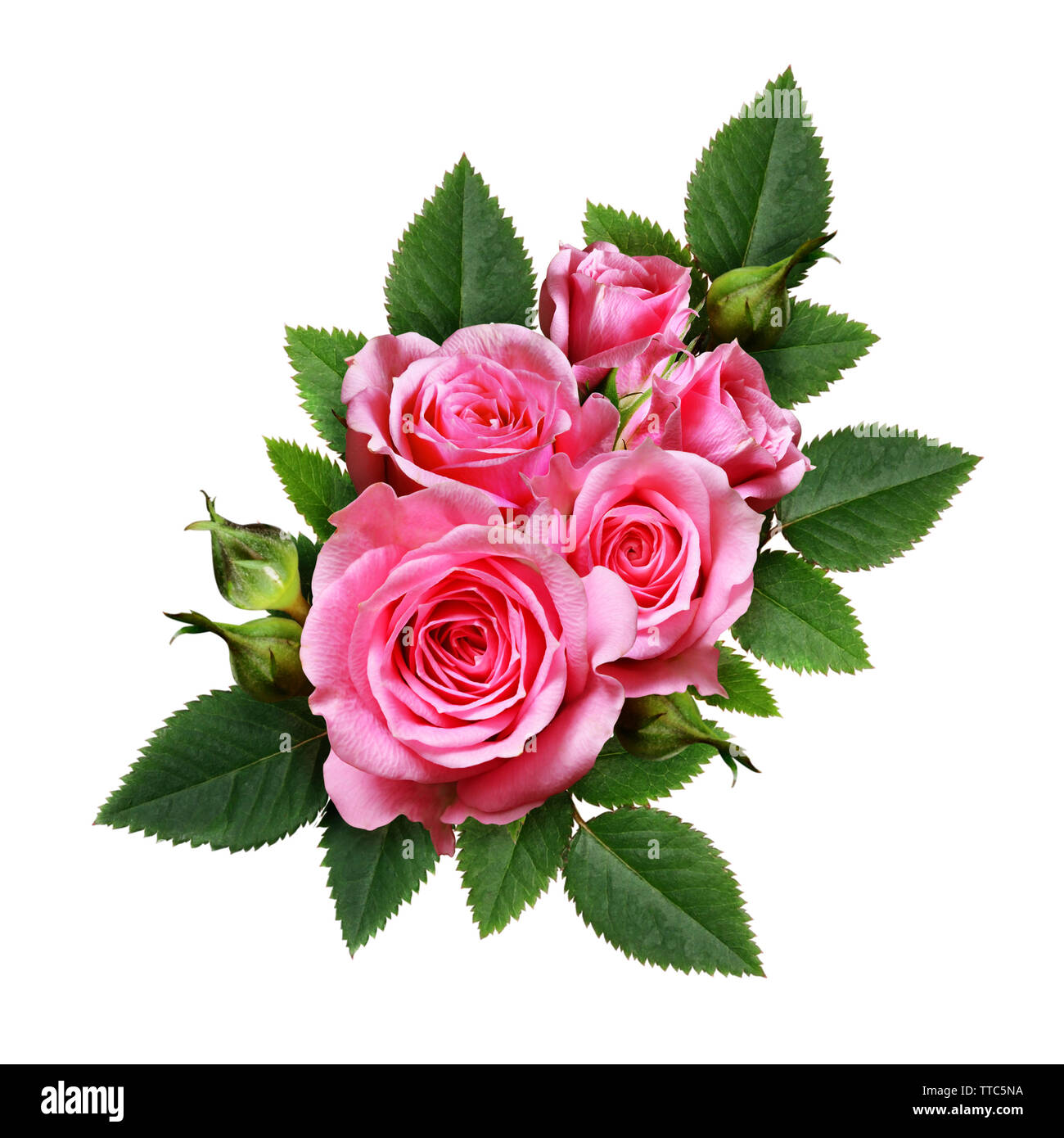 Pink rose flowers composition isolated on white Stock Photo - Alamy