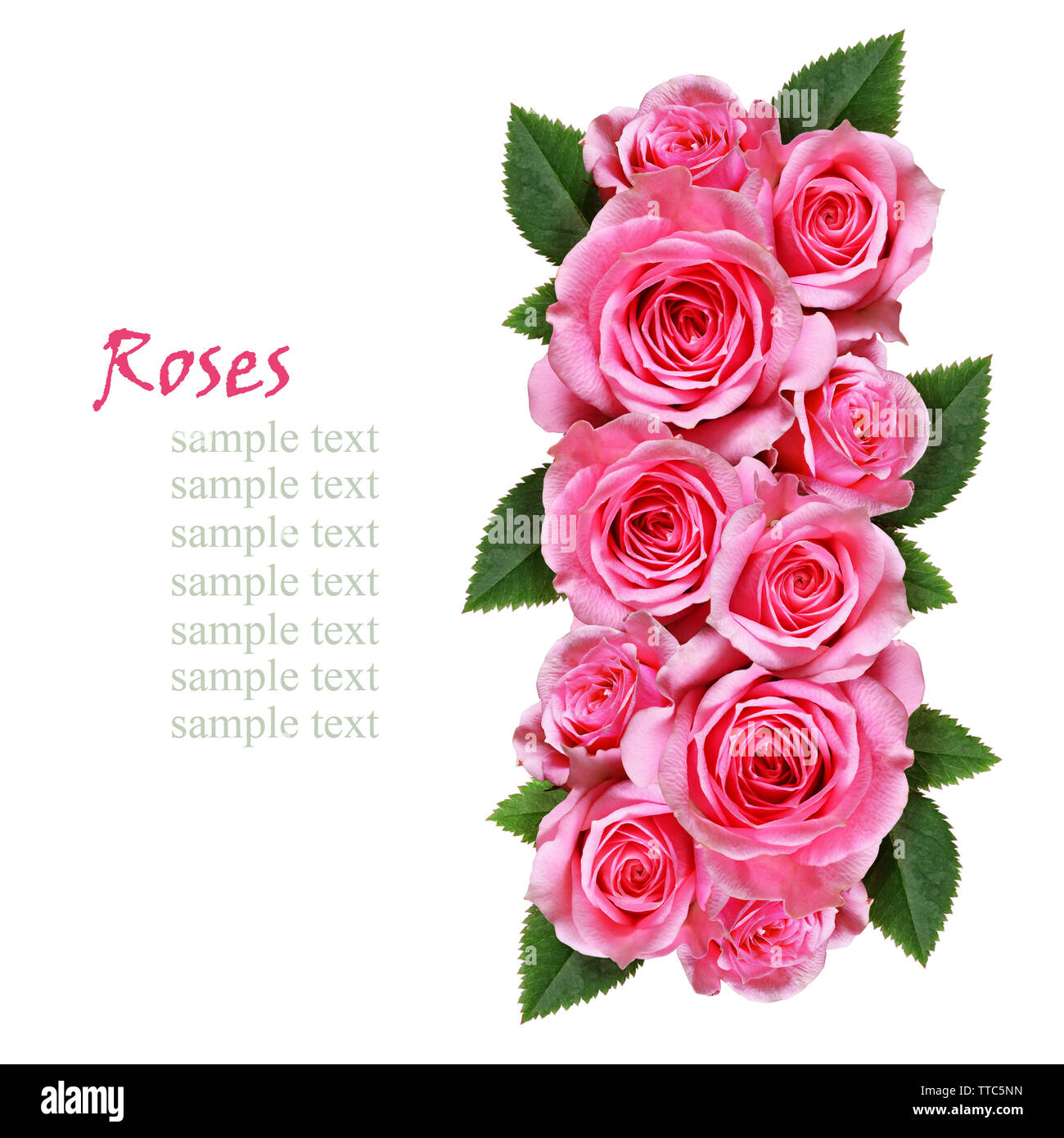 Pink rose flowers arrangement isolated on white Stock Photo - Alamy
