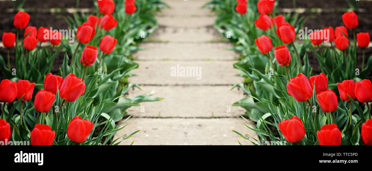 Garden pathway with red tulip flowers on the sides Stock Photo - Alamy