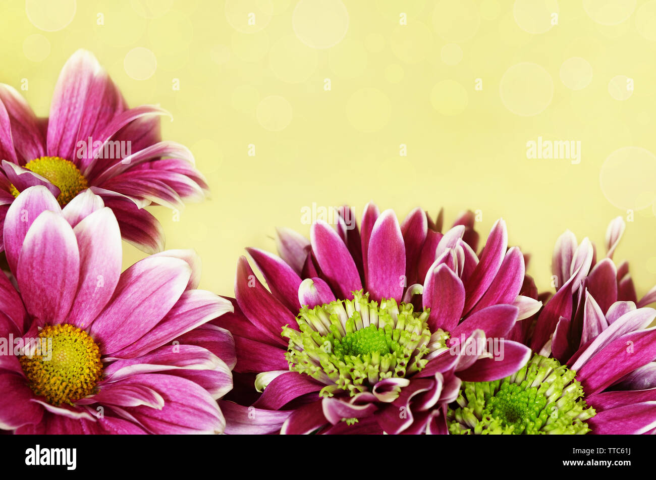 Pink aster flowers frame on beige bokeh background Stock Photo - Alamy