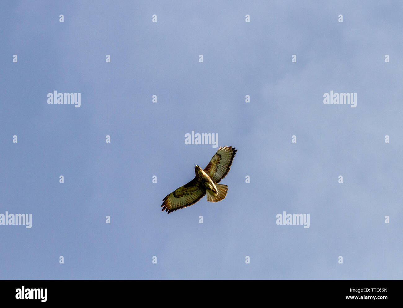 Buzzard soaring in blue sky Stock Photo - Alamy