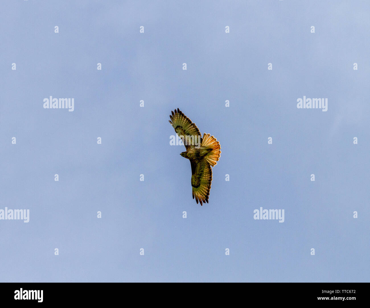 Buzzard soaring in blue sky Stock Photo - Alamy