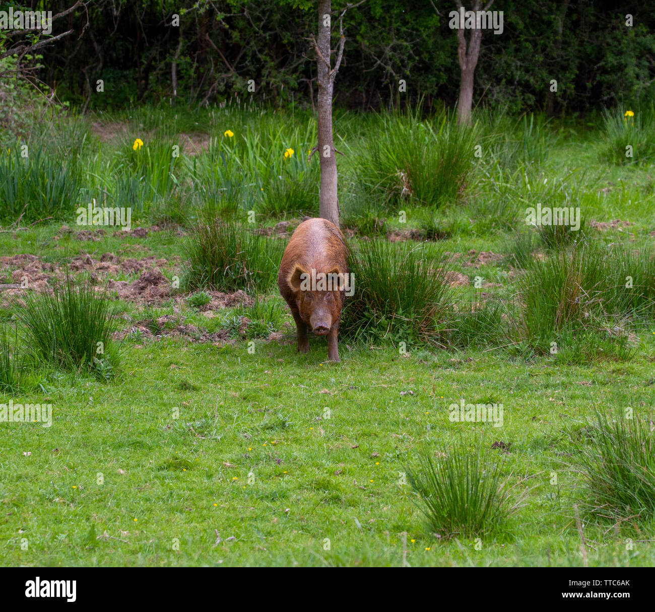 Pig knepp hi-res stock photography and images - Alamy