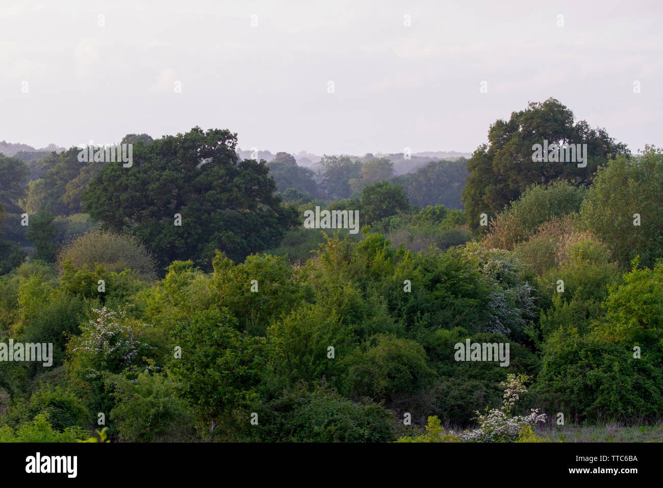 He knepp estate in sussex hi-res stock photography and images - Alamy
