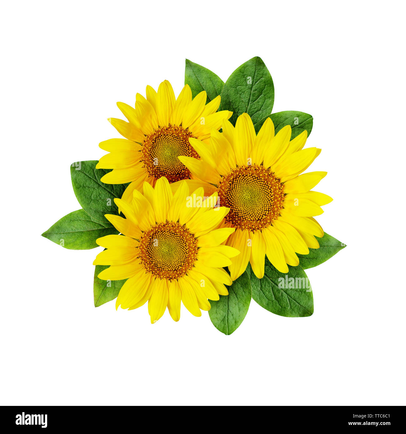 Beautiful blooming sunflowers Cut Out Stock Images & Pictures - Alamy