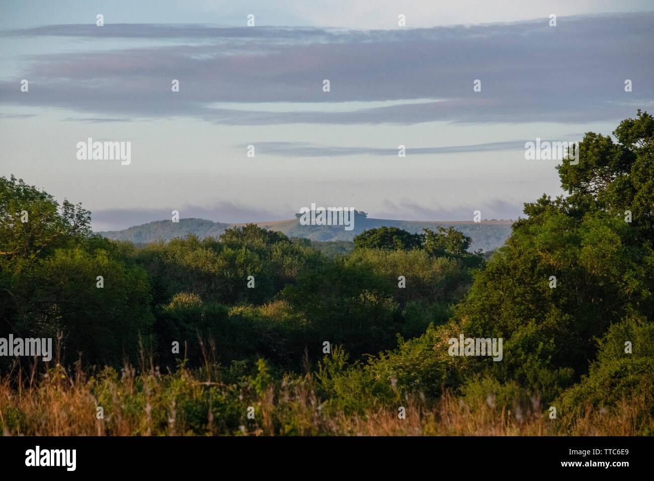 Knepp estate view hi-res stock photography and images - Alamy