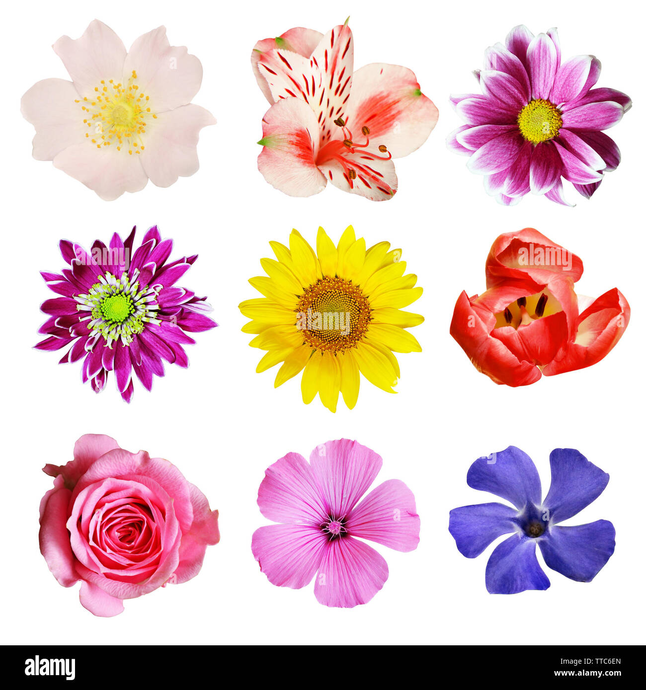 Set of colorful flowers isolated on white Stock Photo - Alamy