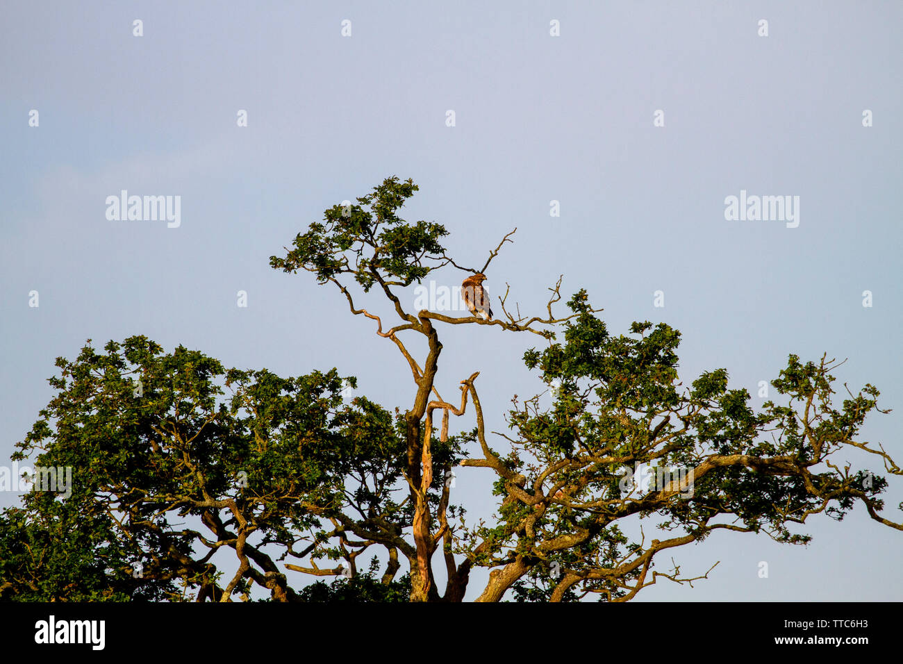 Buzzard tree hi-res stock photography and images - Alamy