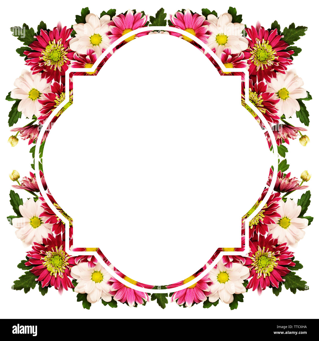 Chrysanthemum flowers frame isolated on white Stock Photo - Alamy