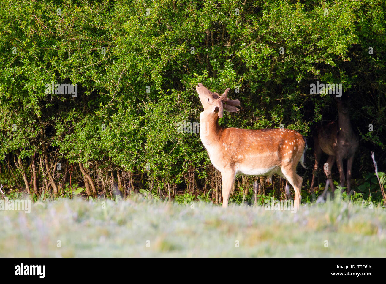 Summer morning sun hi-res stock photography and images - Alamy
