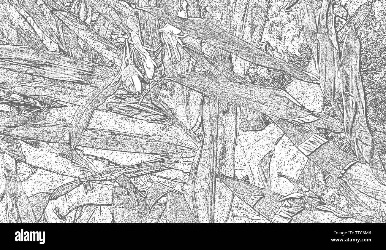 grey outline of tropical plants image on white background Stock Photo ...