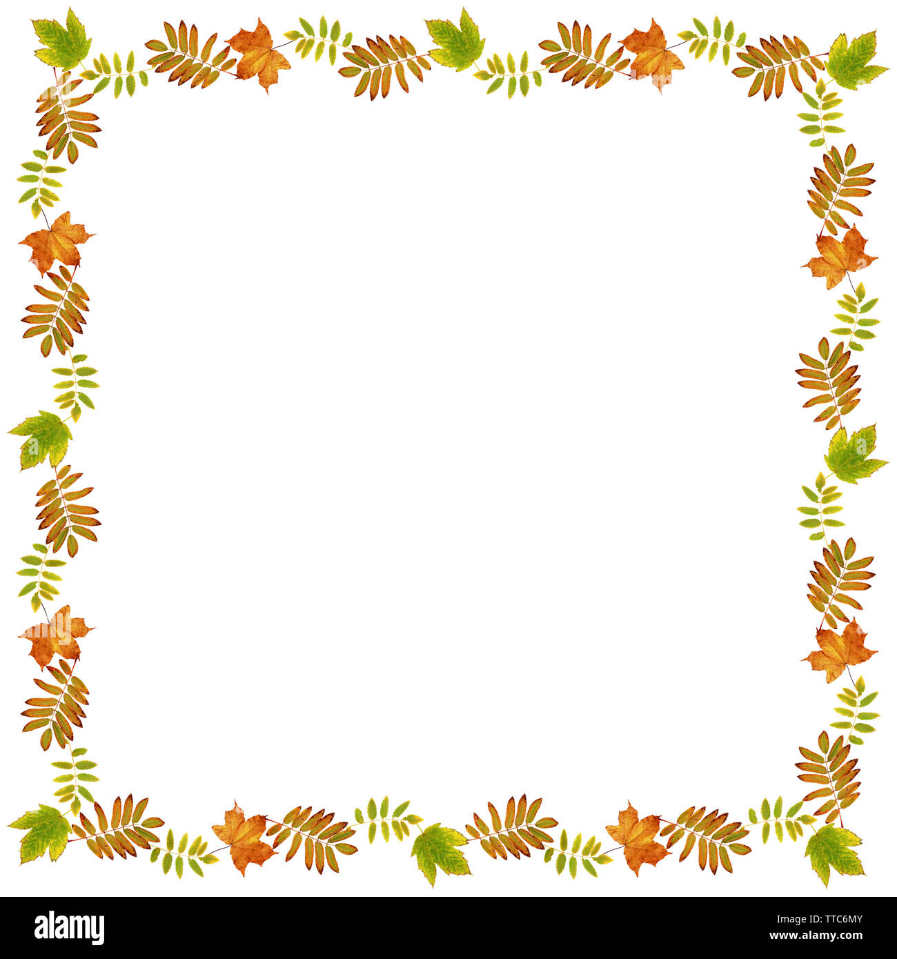 Frame dried leaves on Cut Out Stock Images & Pictures - Alamy
