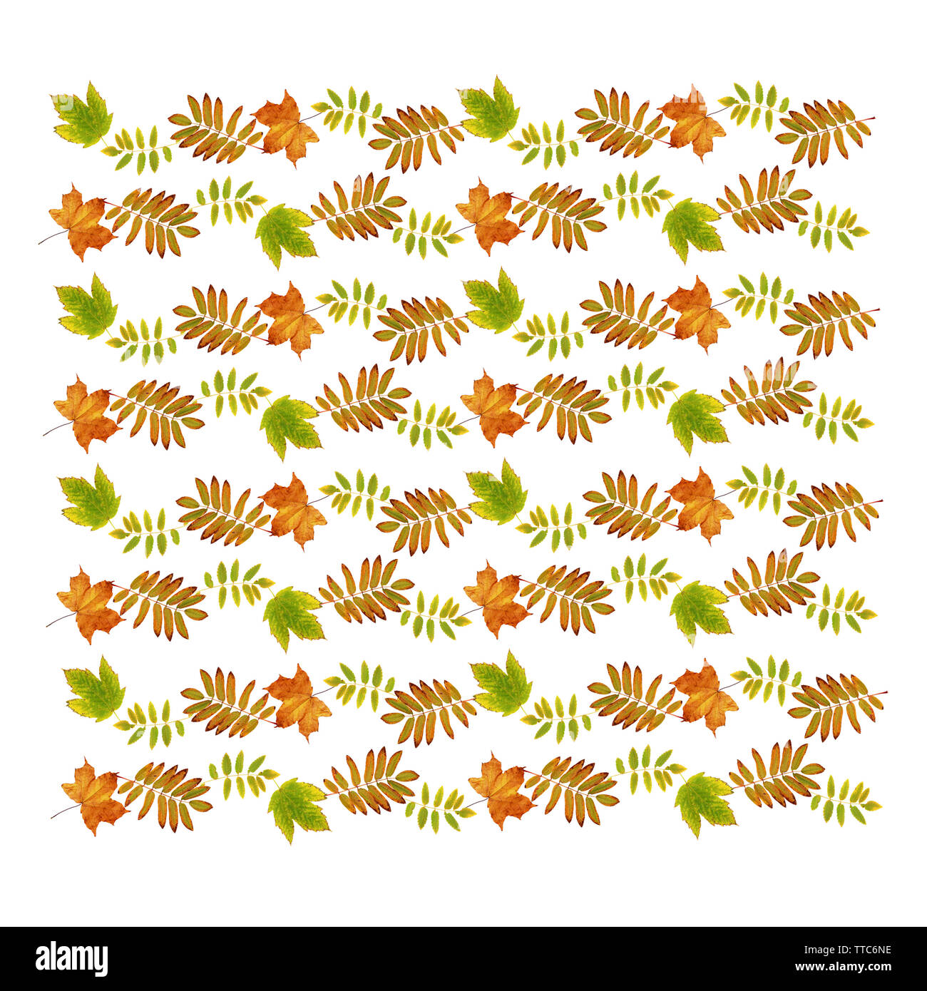 Fall maple leaves seamless Cut Out Stock Images & Pictures - Alamy