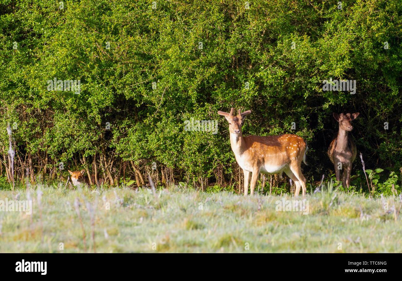 Knepp estate fox hi-res stock photography and images - Alamy