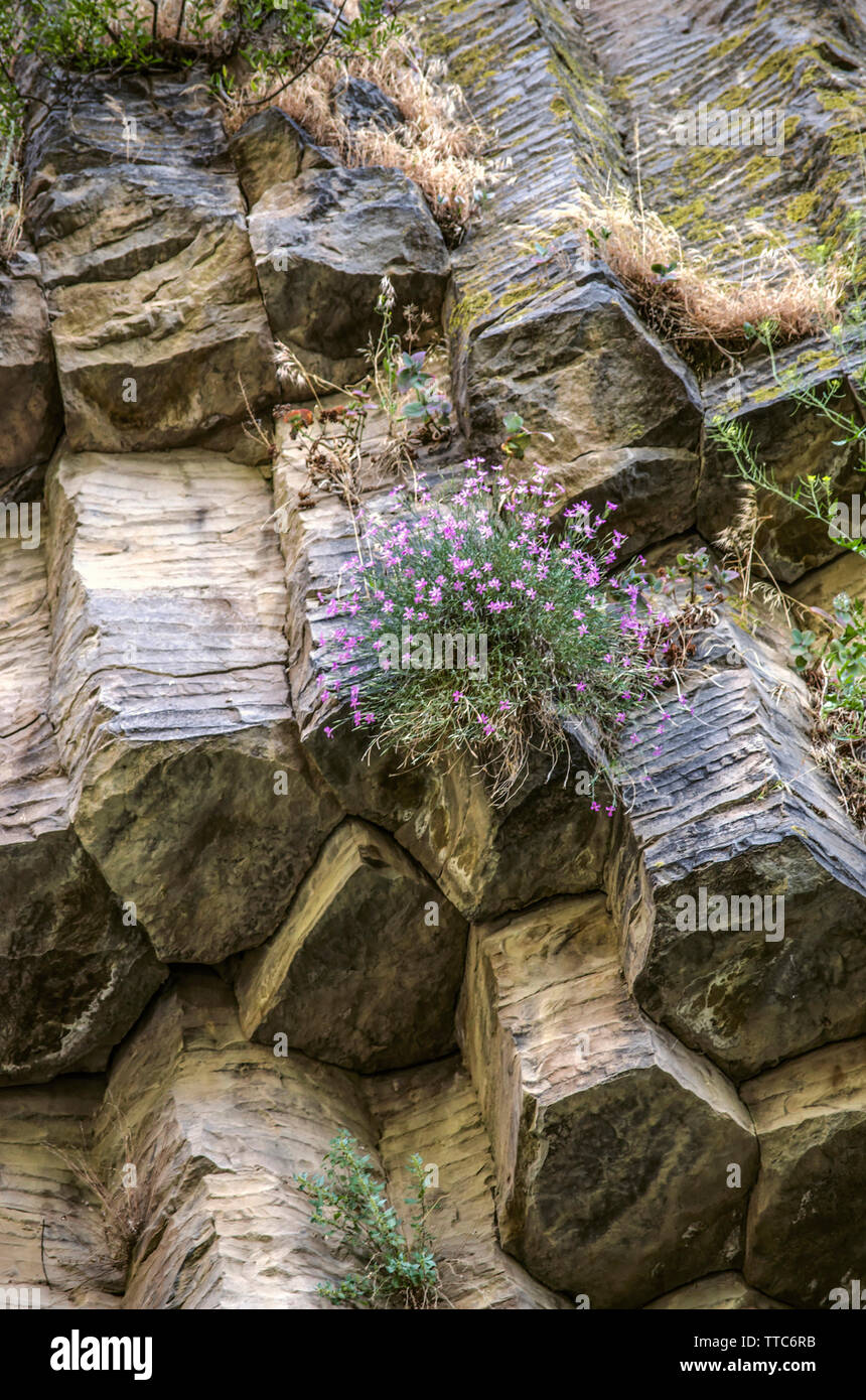 Beautiful small flowers of purple pink carnation grow in crevices of ...