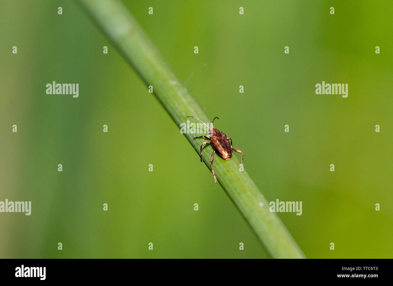 Copper beetle hi-res stock photography and images - Alamy