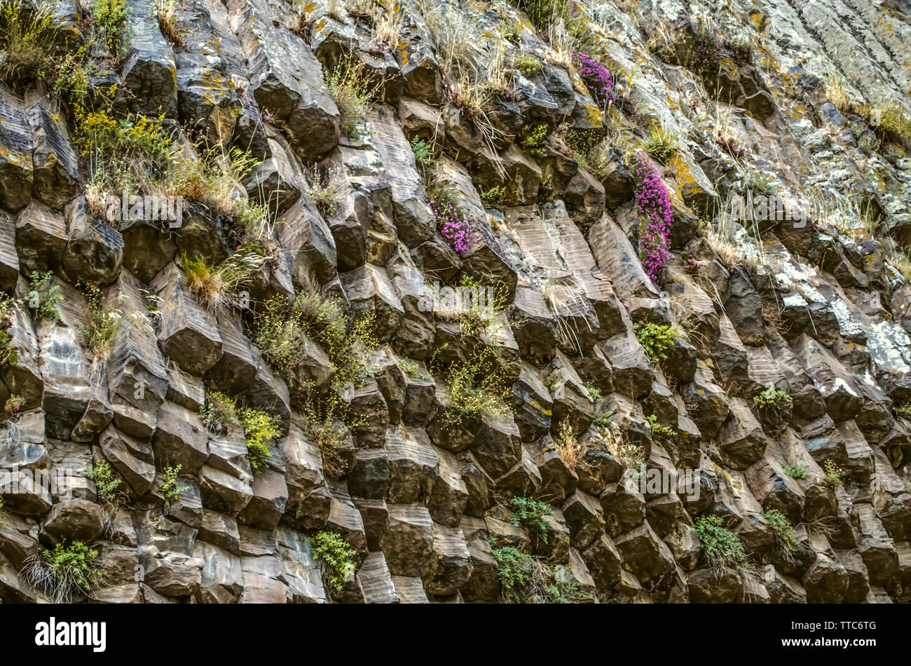 Small flowers and grasses grow in crevices of basalt columns destroying ...