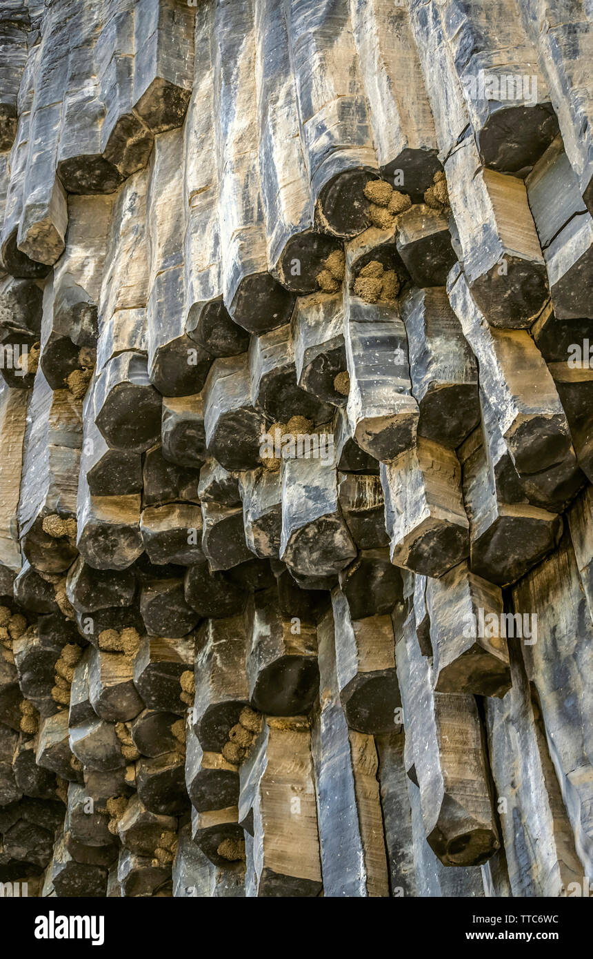 In the shadows on the rocks under the basalt columns of migrating ...