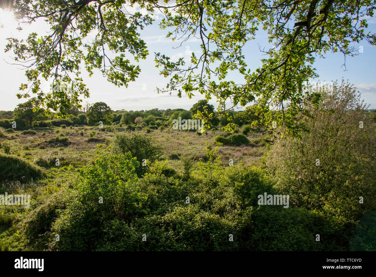 Knepp wildland hi-res stock photography and images - Alamy