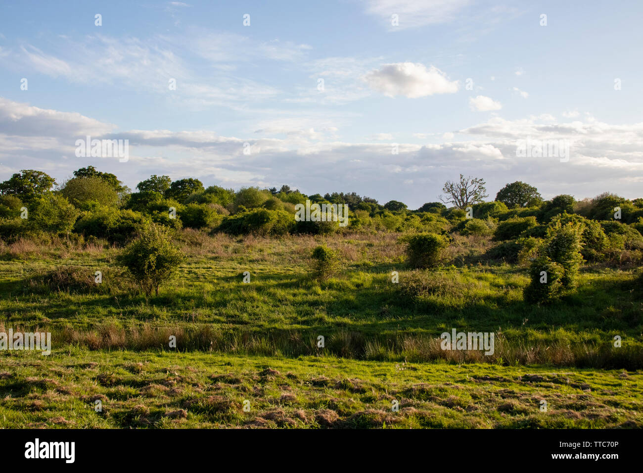 Knepp wildland hi-res stock photography and images - Alamy