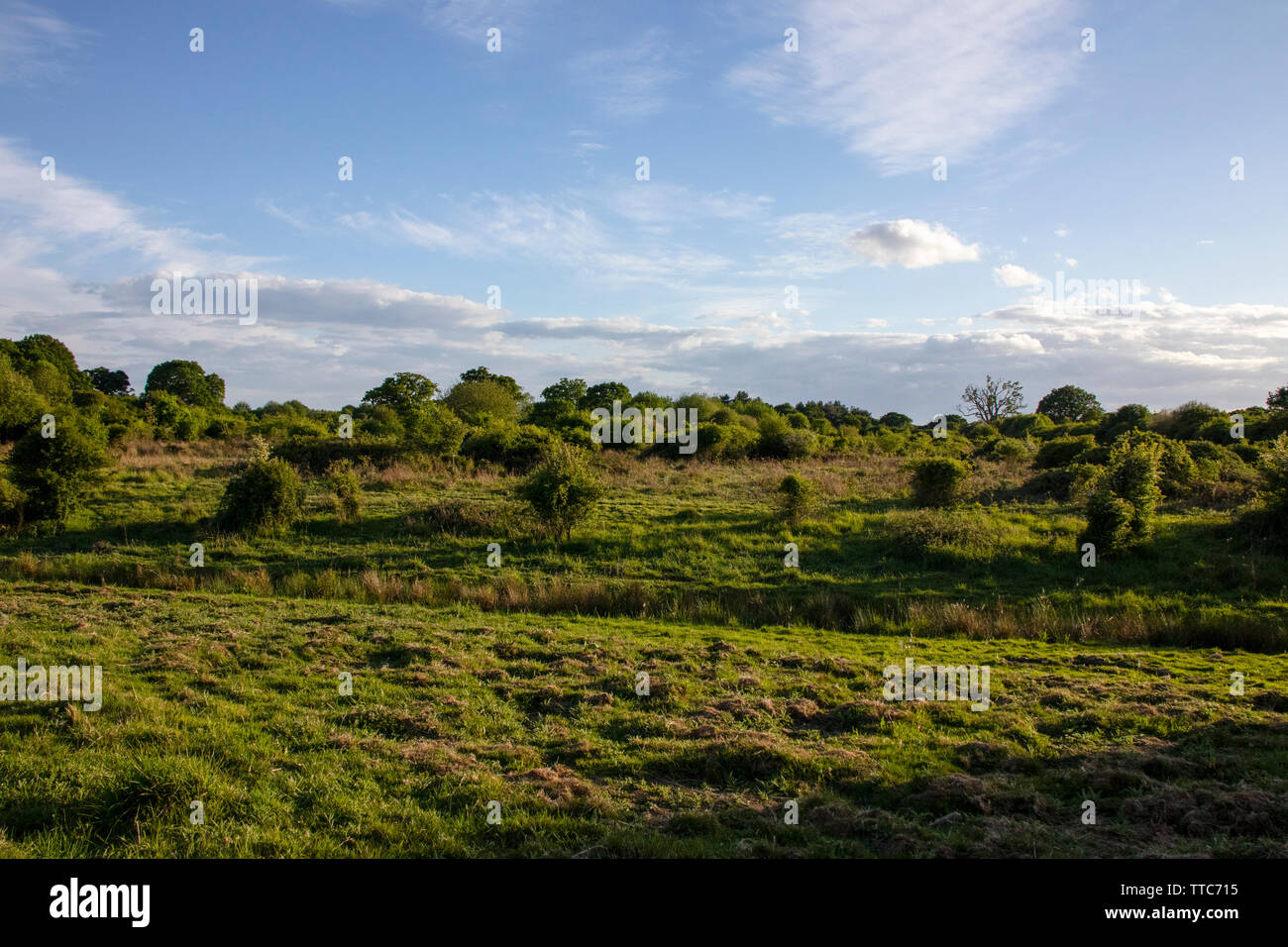 Knepp Wildland Estate in summer Stock Photo - Alamy