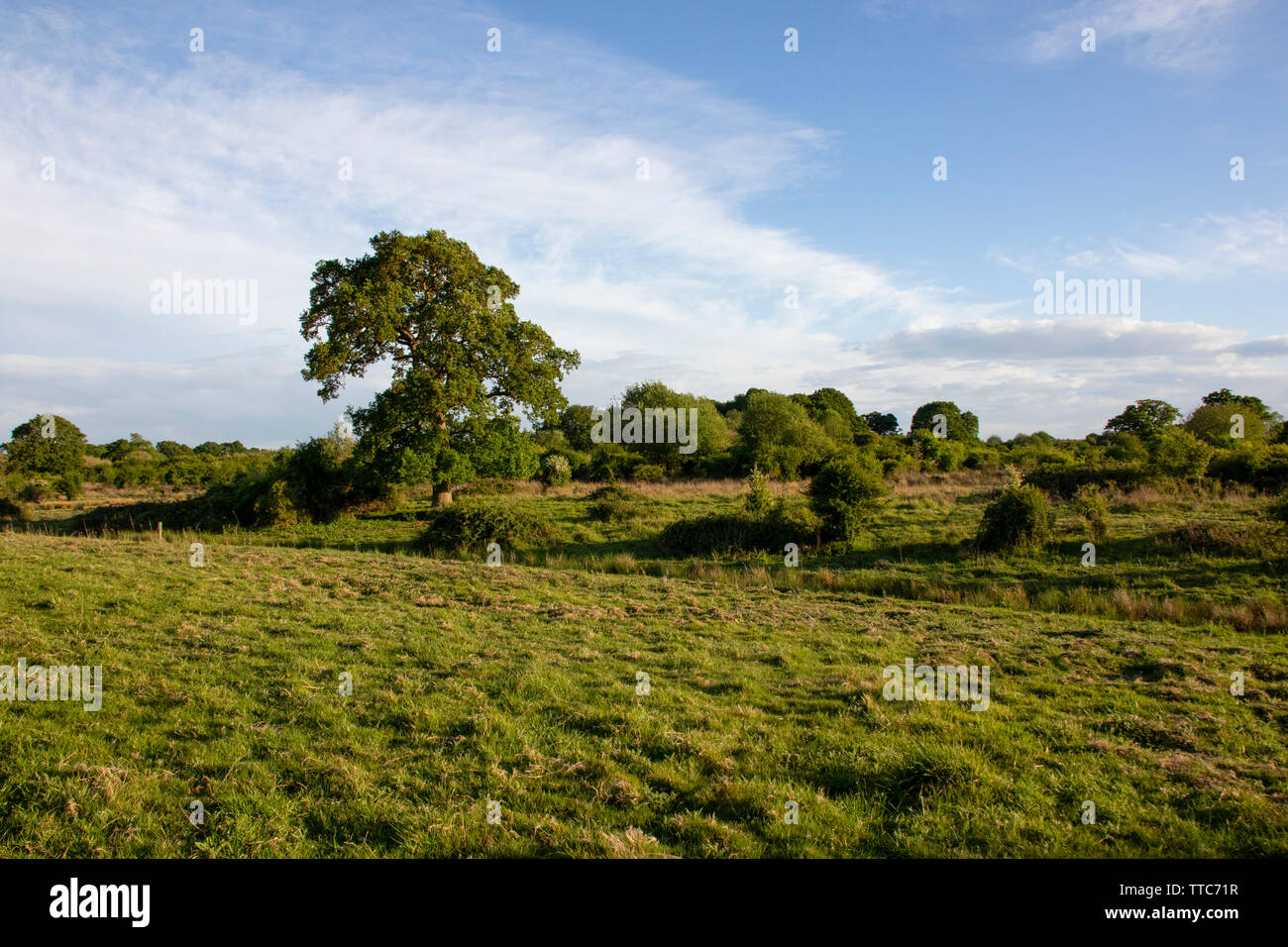 Knepp estate hi-res stock photography and images - Alamy