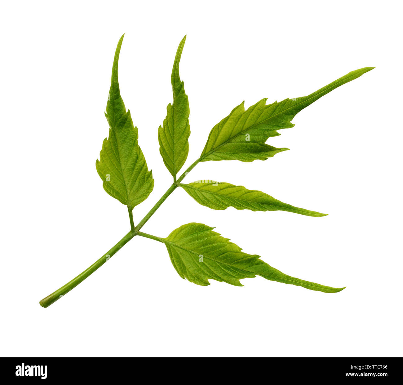 Small green leaves isolated on white Stock Photo - Alamy